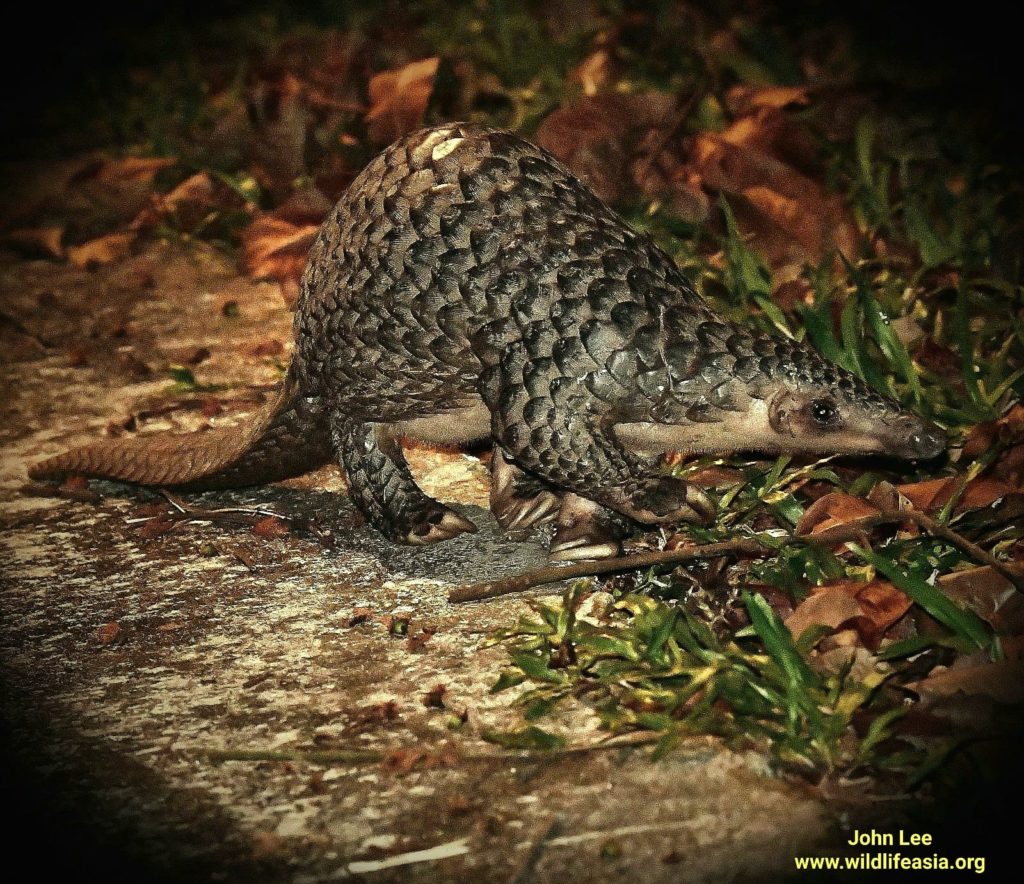 Man Captures Extremely Clear Shot Of Critically Endangered Sunda ...