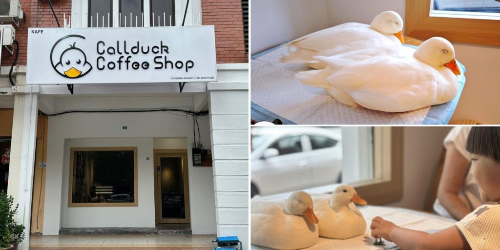 Café In Ipoh Lets You Cuddle With Fluffy Ducks Over Coffee & Breakfast