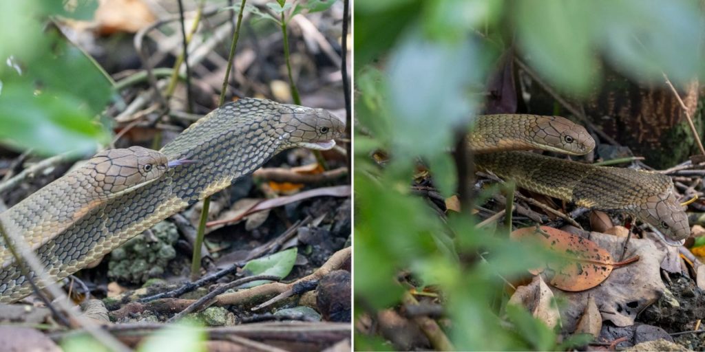 Photographer Snaps Breathtaking Shots Of King Cobras Mating At Sungei Buloh Wetland Reserve
