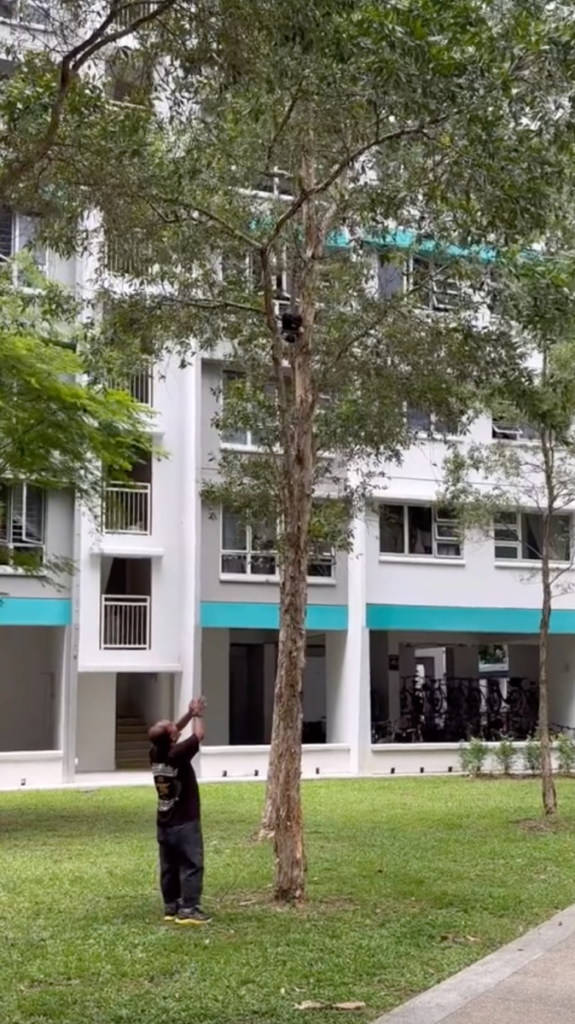 Cat Survives Fall From S‘pore Tree, Woman In Wheelchair Gets Up To ...