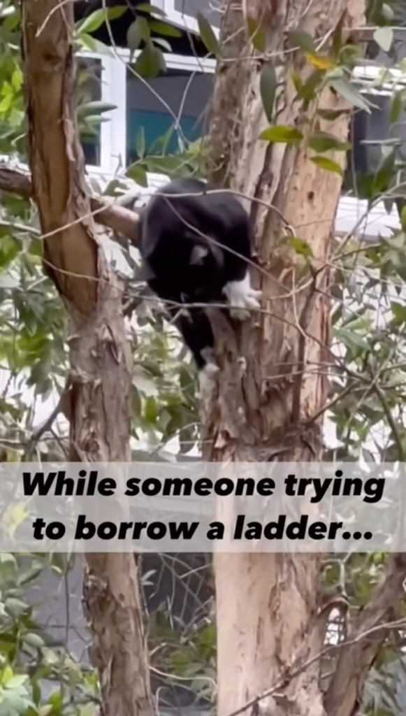 Cat Survives Fall From S‘pore Tree, Woman In Wheelchair Gets Up To ...