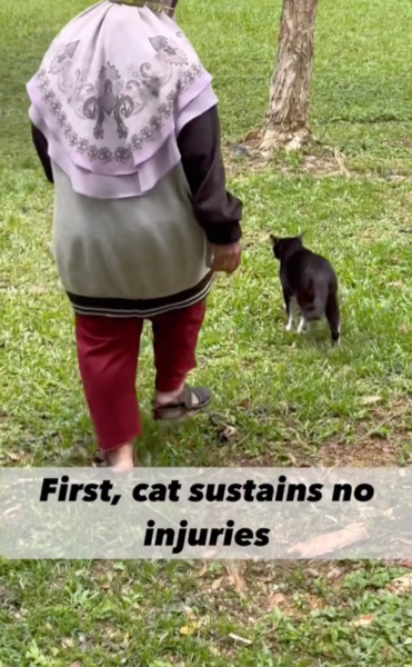 Cat Survives Fall From S‘pore Tree, Woman In Wheelchair Gets Up To ...