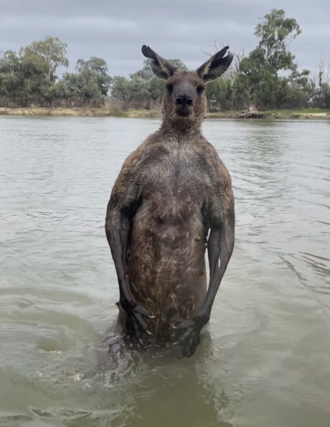 Australian Man Faces Off Against 'Jacked' Kangaroo That Was Reportedly ...