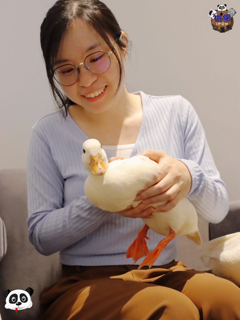 Café In Ipoh Lets You Cuddle With Fluffy Ducks Over Coffee & Breakfast
