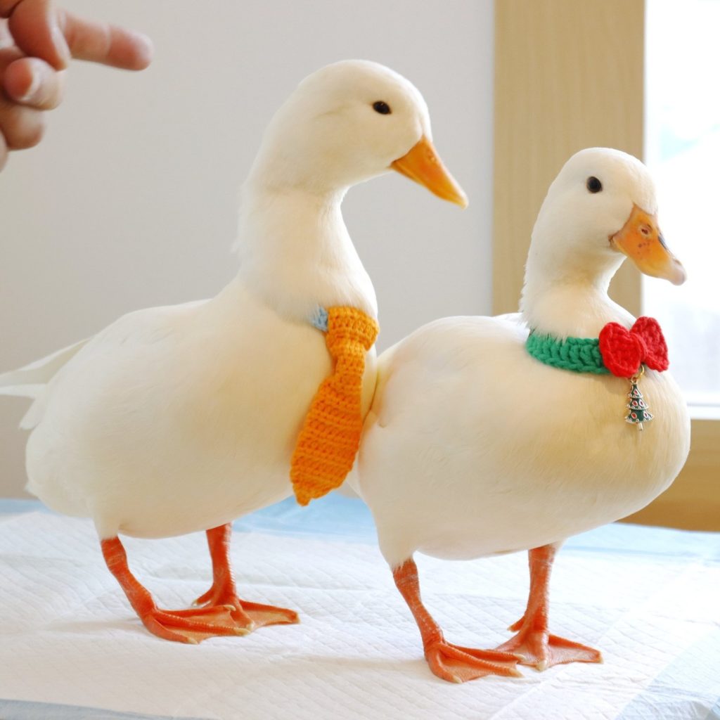 Café In Ipoh Lets You Cuddle With Fluffy Ducks Over Coffee & Breakfast