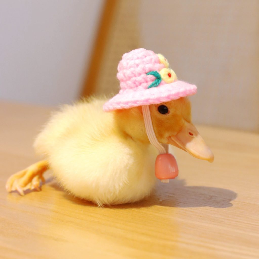 Café In Ipoh Lets You Cuddle With Fluffy Ducks Over Coffee & Breakfast