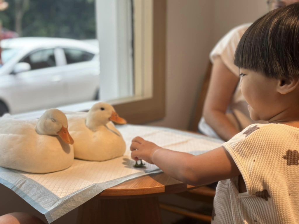 Café In Ipoh Lets You Cuddle With Fluffy Ducks Over Coffee & Breakfast