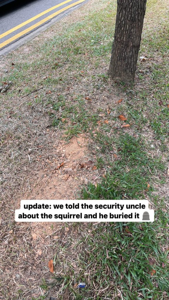 Finlayson's Squirrel Found Dead In Tai Seng, Witness Allegedly Spotted ...