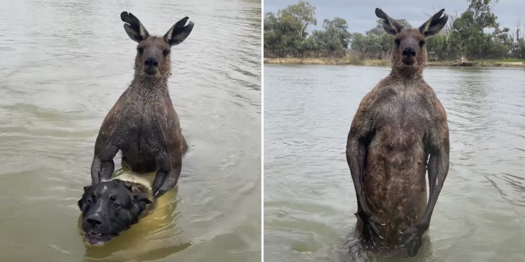 Australian Man Faces Off Against 'Jacked' Kangaroo That Was Reportedly ...