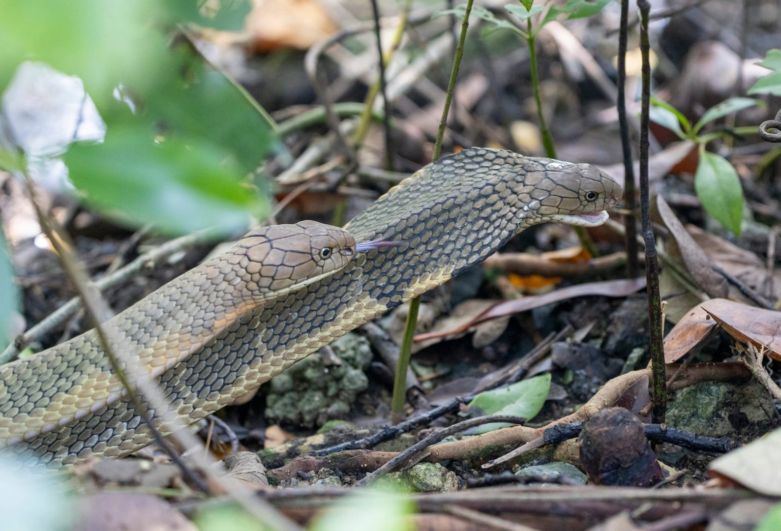 Photographer Snaps Breathtaking Shots Of King Cobras Mating At Sungei Buloh Wetland Reserve
