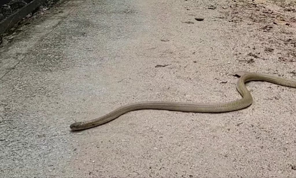 Photographer Snaps Breathtaking Shots Of King Cobras Mating At Sungei ...