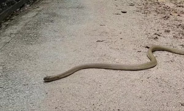 Photographer Snaps Breathtaking Shots Of King Cobras Mating At Sungei ...
