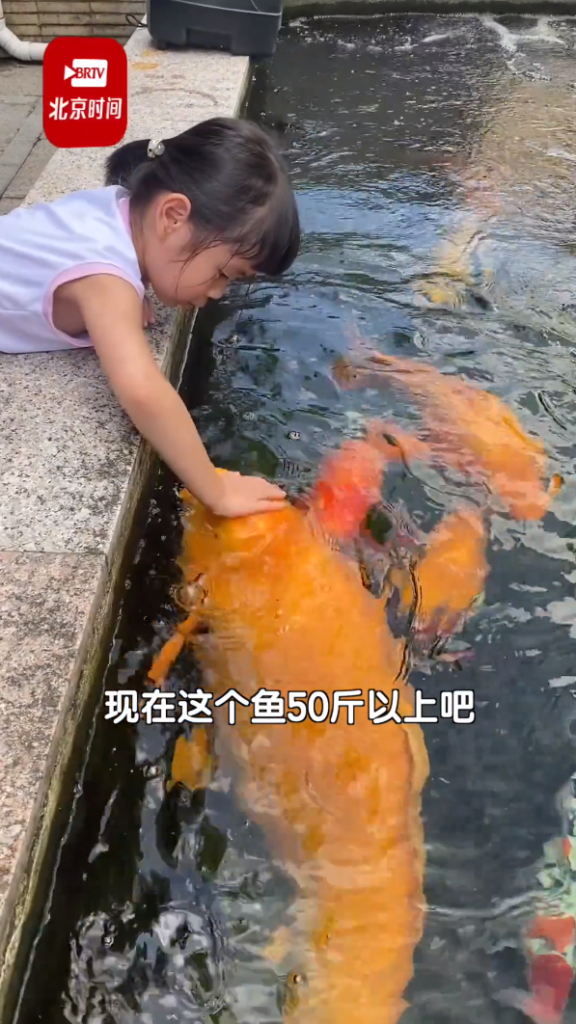 5-Year-Old Girl In China Has A Giant 25kg Pet Koi Fish That She Lovingly Hand-Feeds