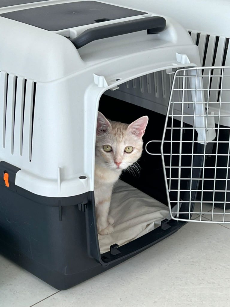 Cat Escapes From Crate While Boarding Plane At Changi Airport, Owner ...