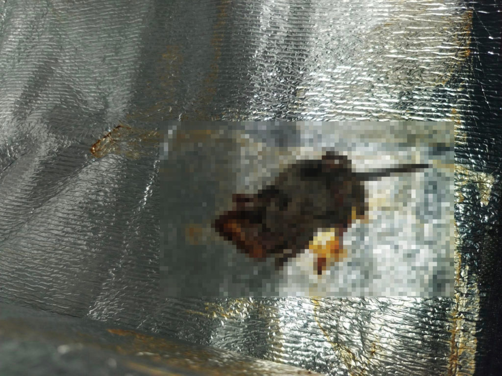 S'pore Woman Finds 'Squashed' Rat In GrabFood Order, SFA Investigating