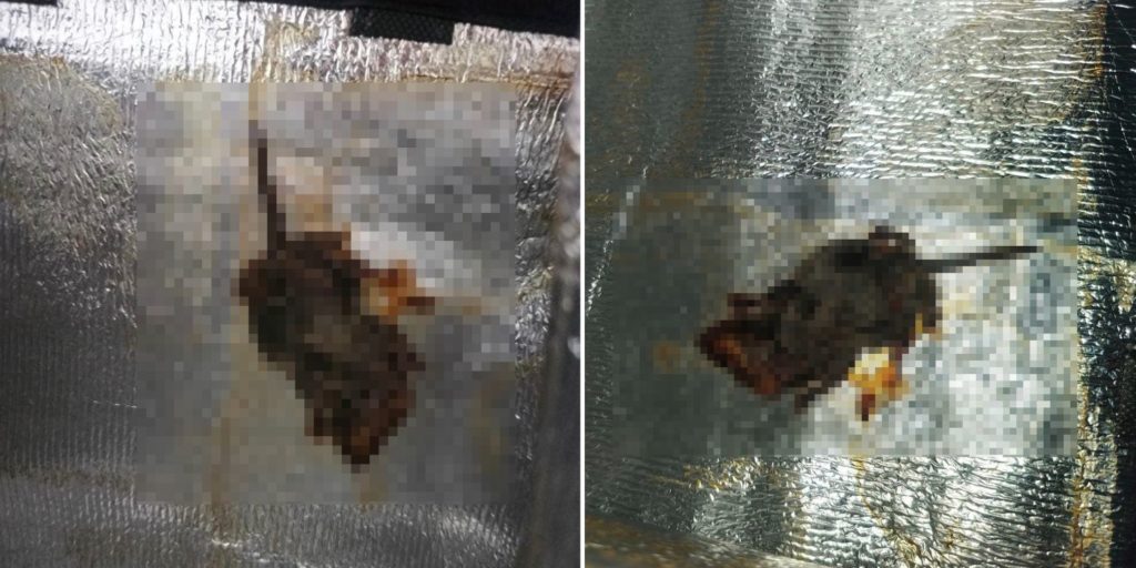 S'pore Woman Finds 'Squashed' Rat In GrabFood Order, SFA Investigating
