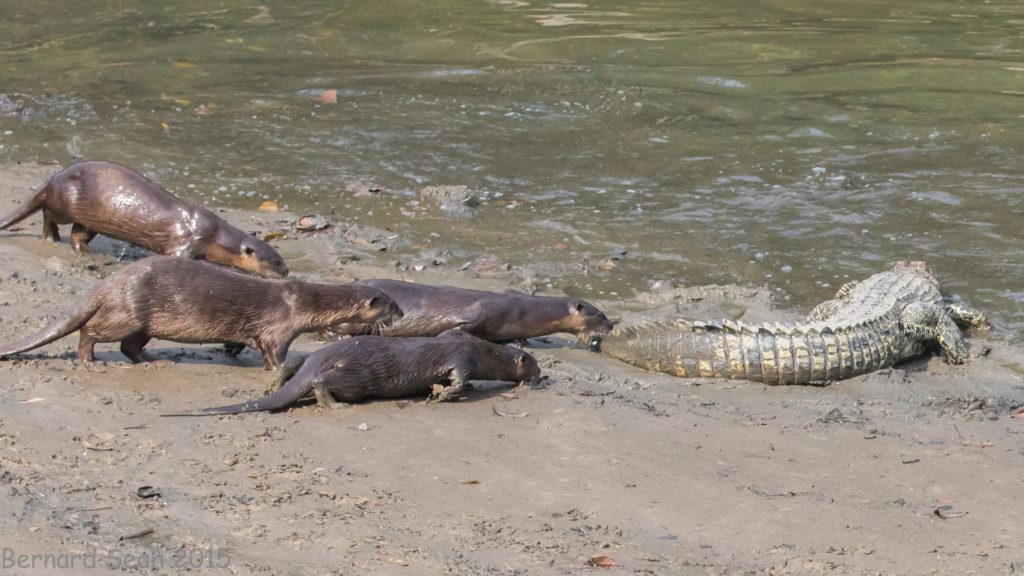 Gang Of Otters Harasses Famous Tailless Crocodile At Sungei Buloh ...