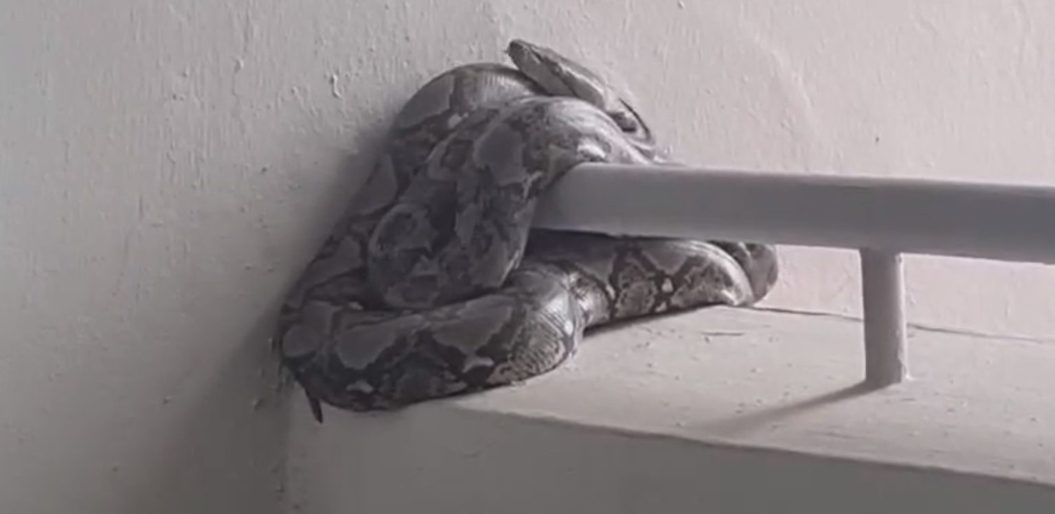 3-Metre Long Python Coils Around Railing At Tampines HDB Stairwell ...