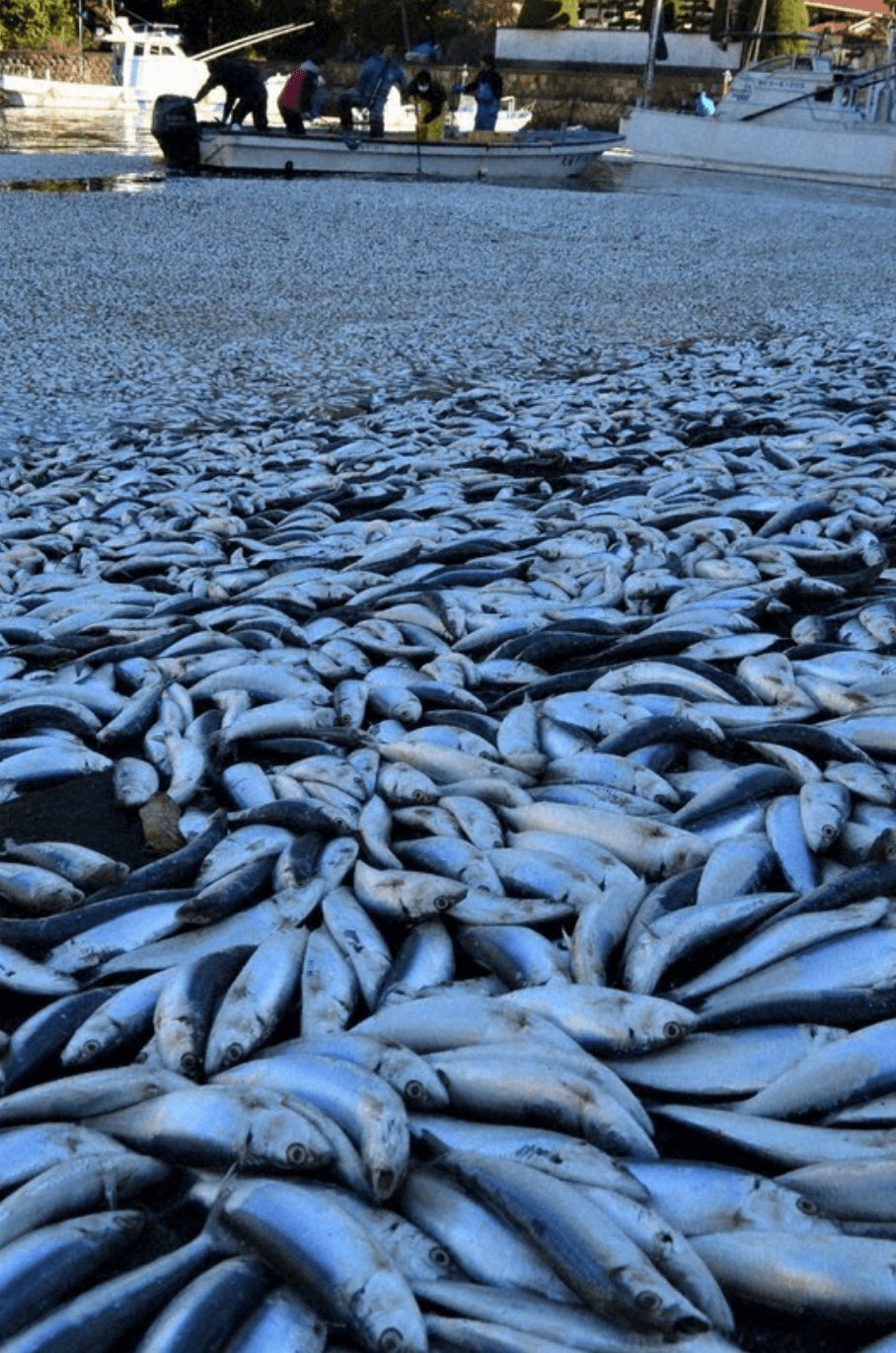 More Dead Sardines Wash Ashore At Fishing Port In Japan, Authorities ...