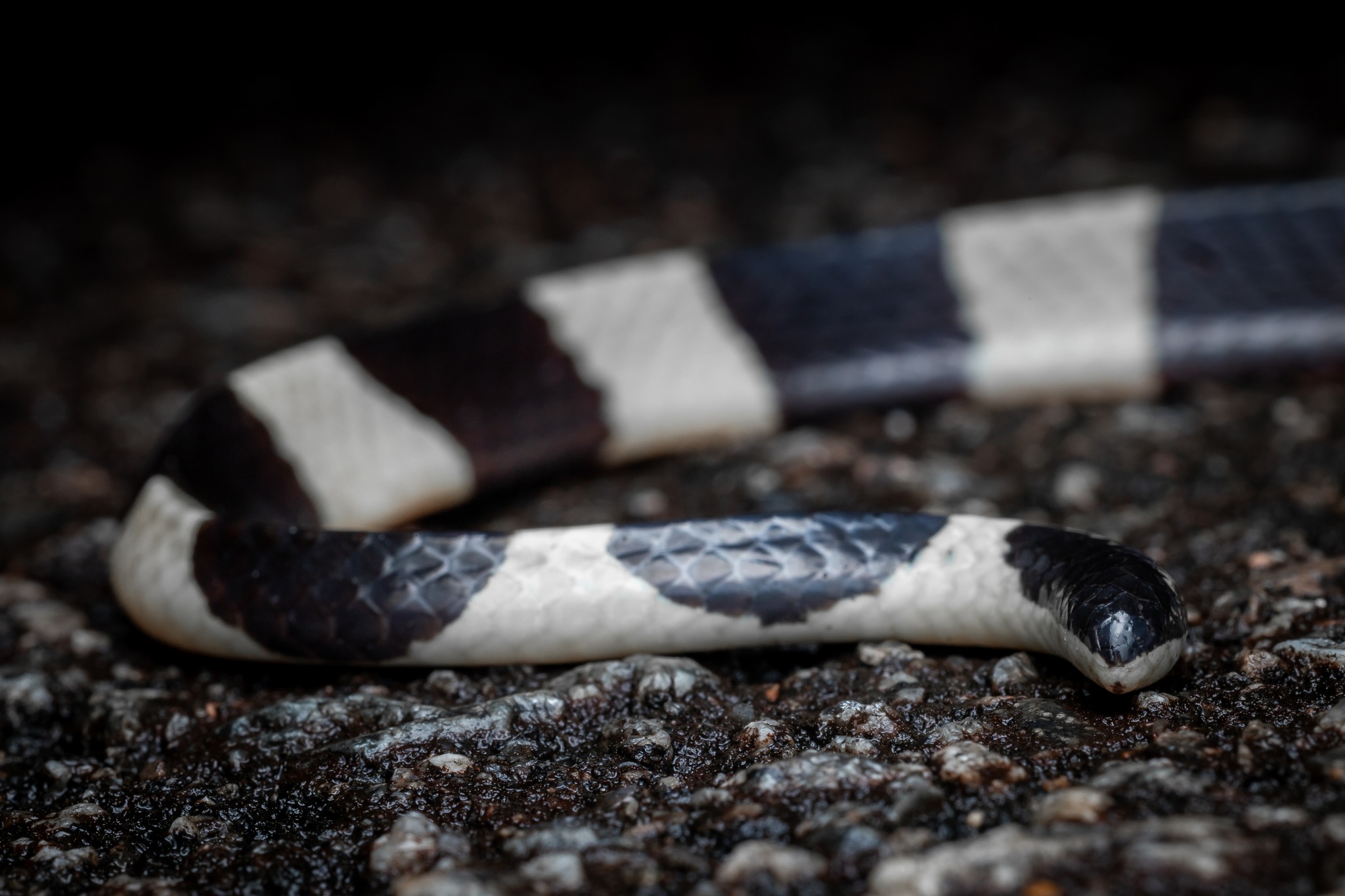 Highly Venomous Snake Spotted At Pulau Ubin, Reptile Stays Calm As ...