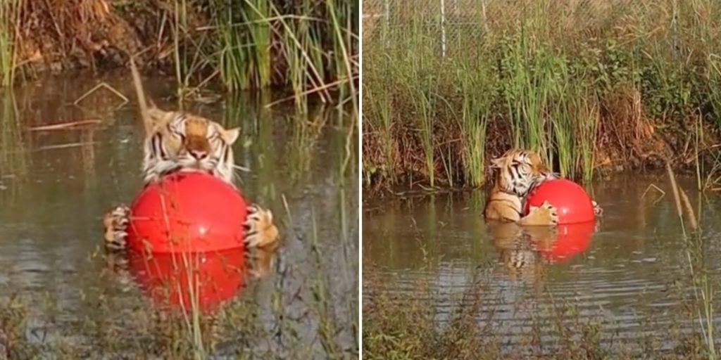 Tiger Floats With Favourite Red Ball At Thailand Wildlife Centre ...