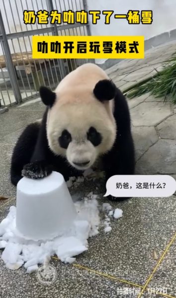 Le Le Plays With Snow For The 1st Time As He Adapts To New Home