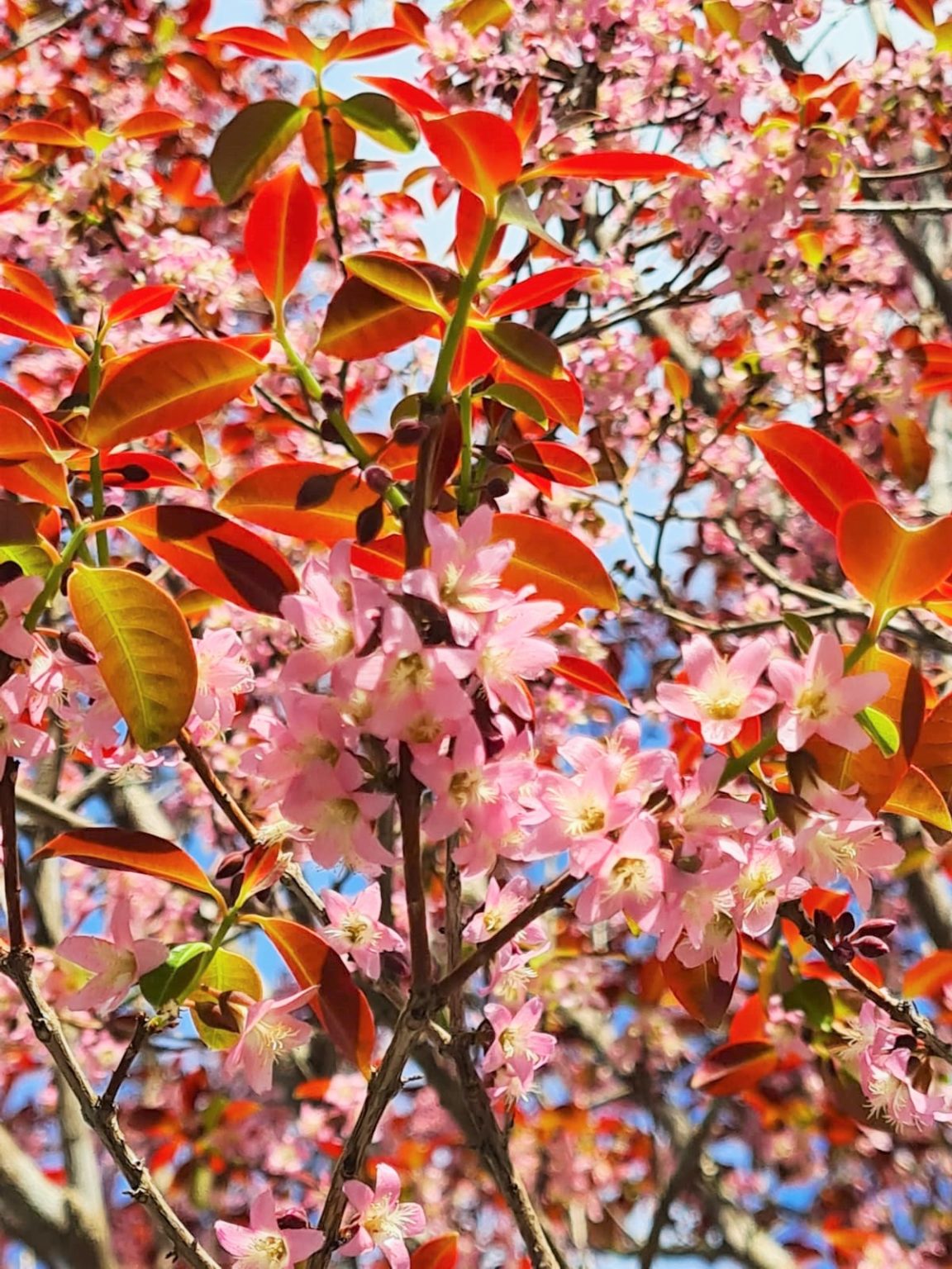 ‘Sakura season’ returns in S’pore, catch colourful flowers in Pasir Ris ...