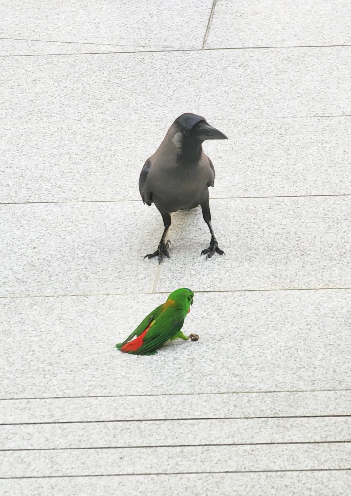 Passers-by save small parrot from crow attack at Raffles Place, it ...