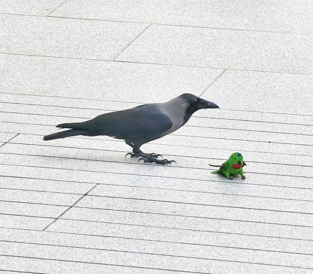 Passers-by save small parrot from crow attack at Raffles Place, it ...