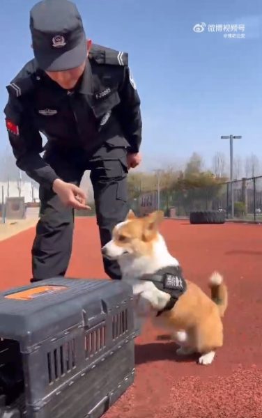 Corgi debuts as police dog in China, short legs help it probe low ...