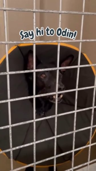 Animal charity has adoption drive at Tanjong Pagar, meet doggos looking ...