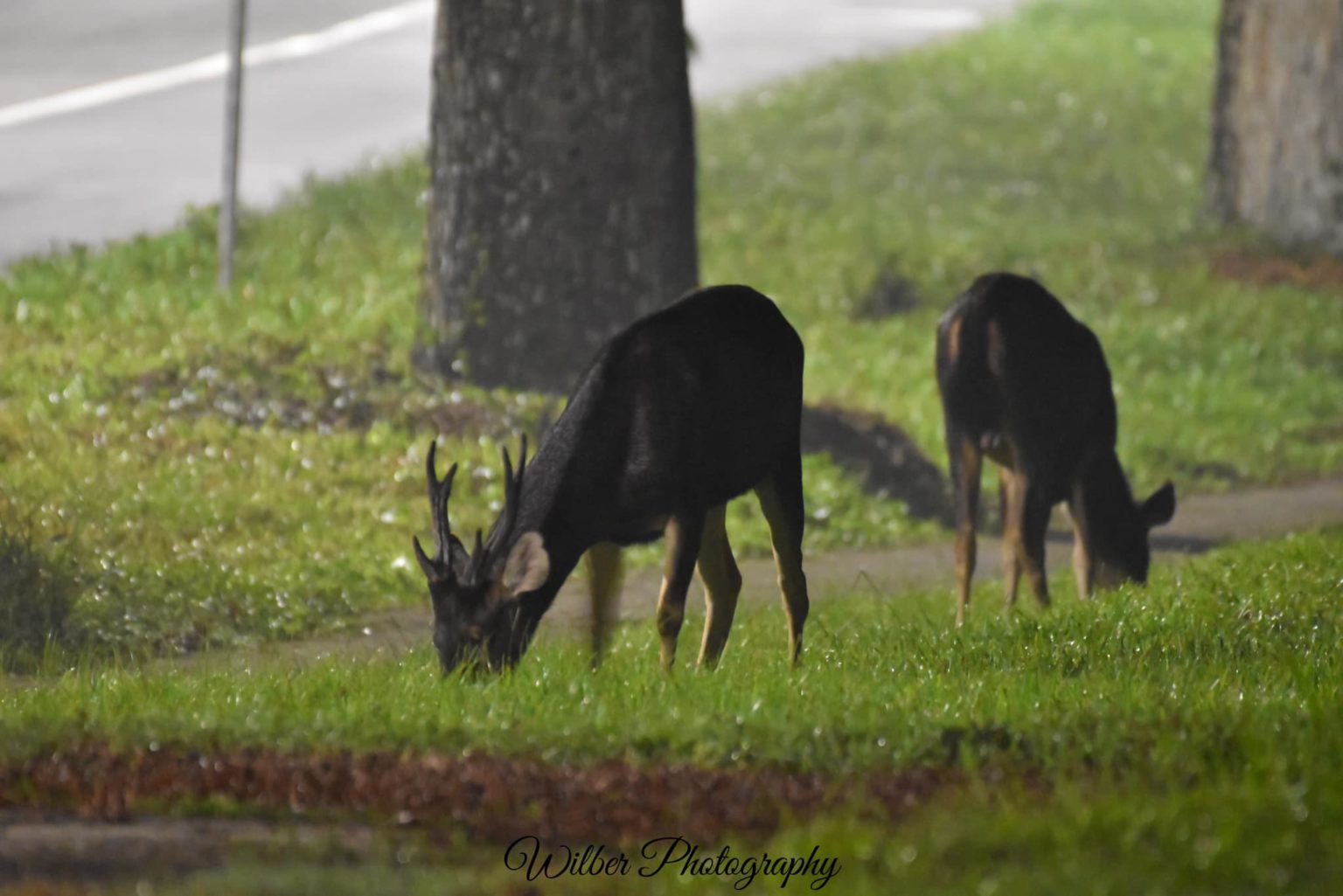 Wild sambar deer spotted grazing peacefully at Mandai Road, loud PMD ...