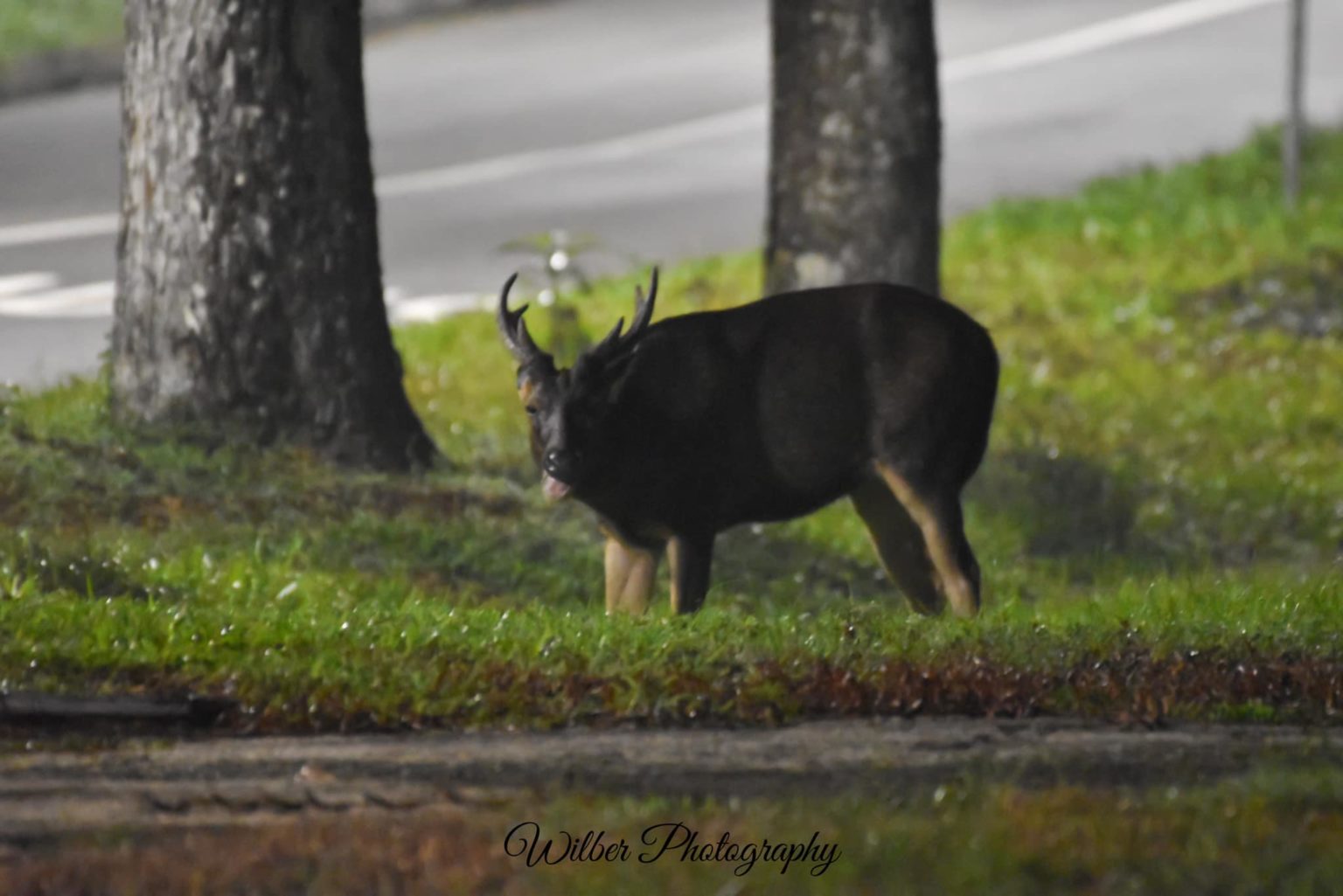Wild sambar deer spotted grazing peacefully at Mandai Road, loud PMD ...