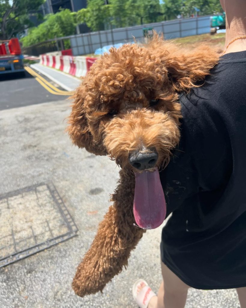 Poodle seen running on CTE found by Animal Wellness Centre & reunited ...