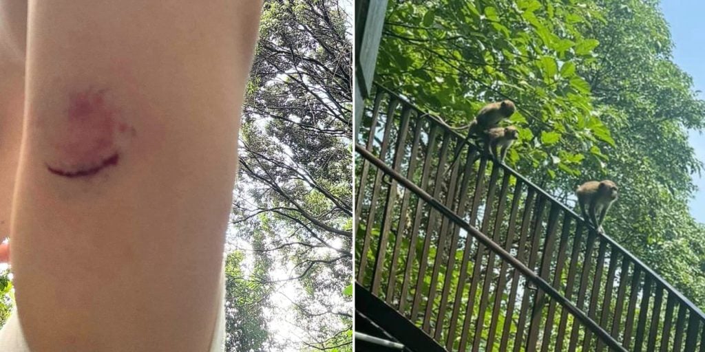Woman warns hikers to beware after monkey bites her, snatches her bag ...