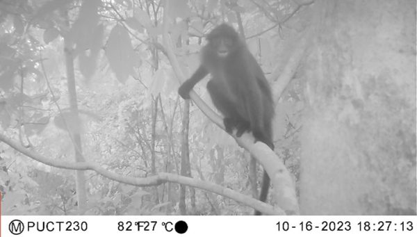 Critically endangered monkey seen on Eco-Link bridge, last spotted in 1987