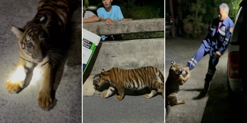 Tiger cub found strolling in Thai village, bites villagers when approached