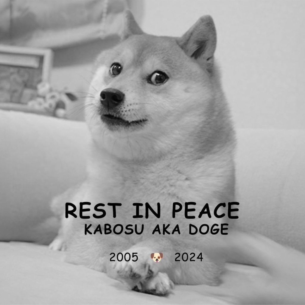 Japanese Shiba Inu of 'doge' meme fame dies at age 18