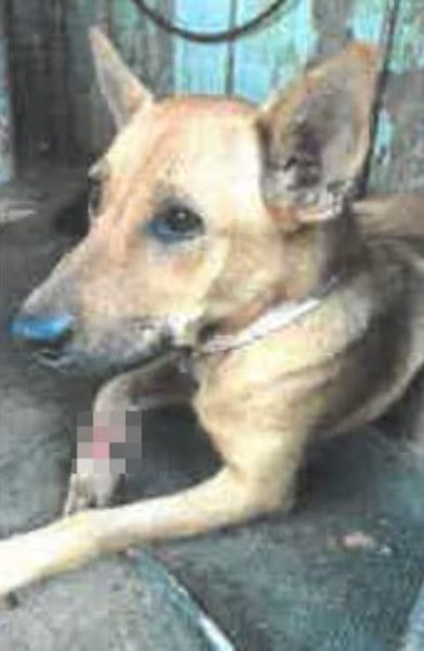 S'pore man fails to treat dog's maggot-infested wound, fined & banned ...