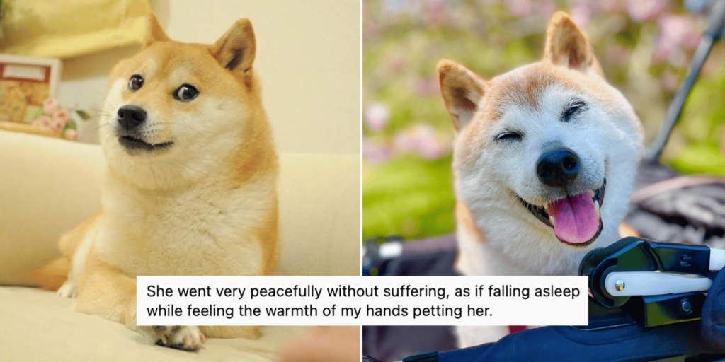 Japanese Shiba Inu of 'doge' meme fame dies at age 18