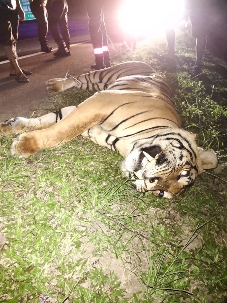 Malayan tiger dies after getting hit by vehicle on M'sia expressway