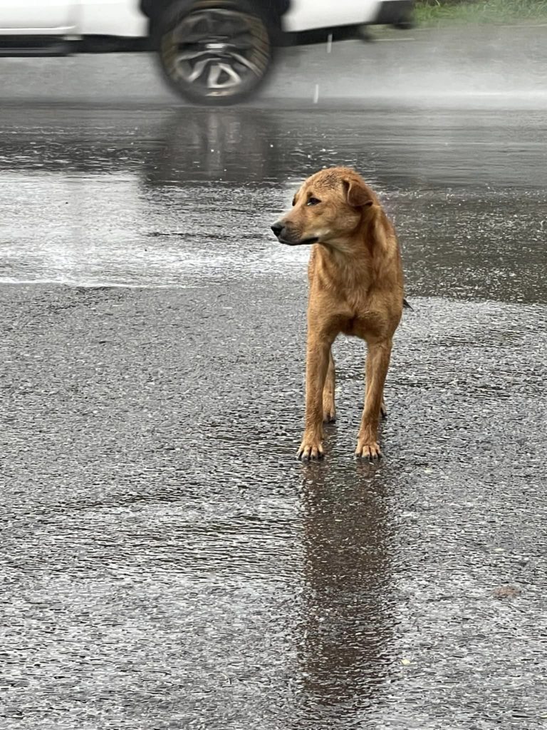 Dog waits for owner in heavy rain, eventually reunited