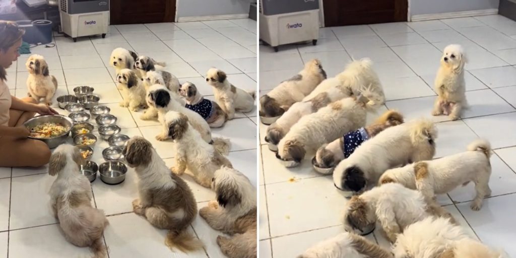 Dogs in the Philippines go viral for patiently waiting for owner to ...