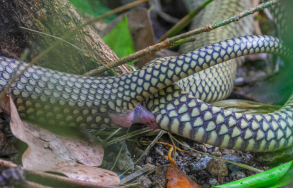 Nature enthusiasts capture clear shots of snakes courting in S'pore forest