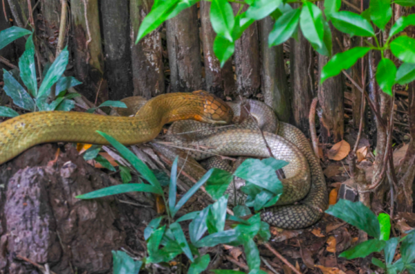 Nature enthusiasts capture clear shots of snakes courting in S'pore forest