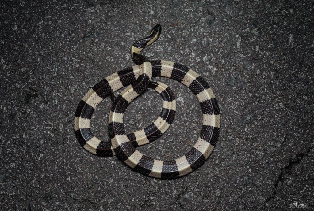Photographer captures pictures of rare venomous banded krait at Pulau Ubin