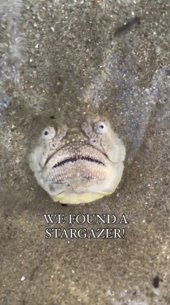 Bug-eyed fish discovered by exploration team in S'pore, unique species ...