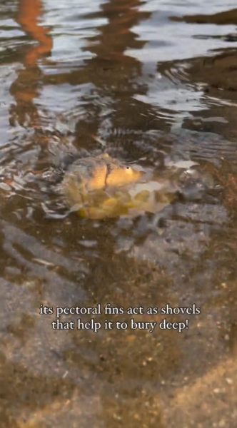 Bug-eyed fish discovered by exploration team in S'pore, unique species ...