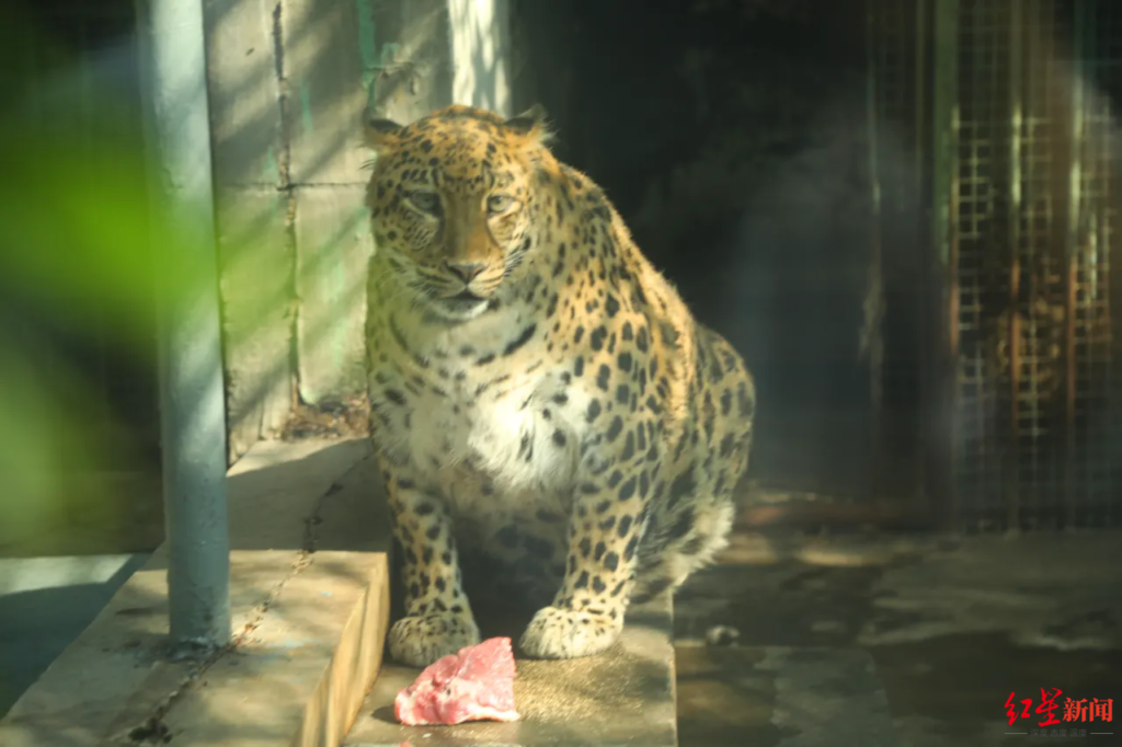 'As long as he's healthy and happy': Zoo in China gives up on helping ...