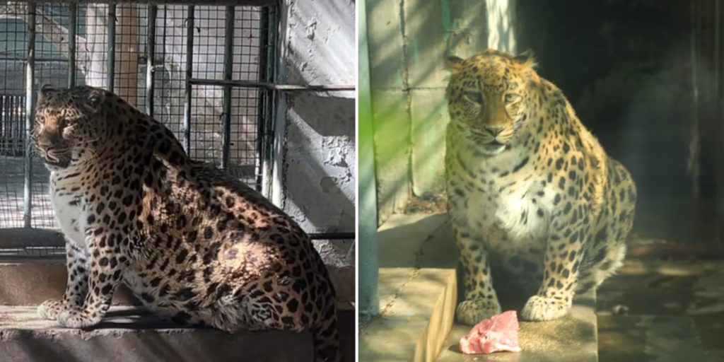 'As long as he's healthy and happy': Zoo in China gives up on helping ...